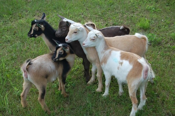 Mother Goat Her Ten Children Storieo